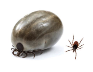 Tick Identification and Information | American Lyme Disease Foundation