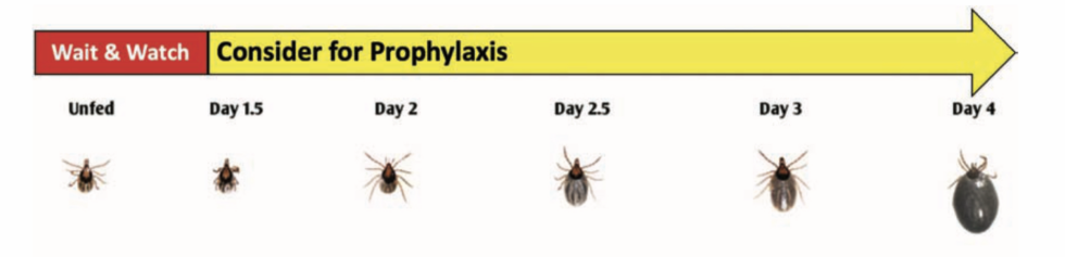 Tick Identification and Information | American Lyme Disease Foundation