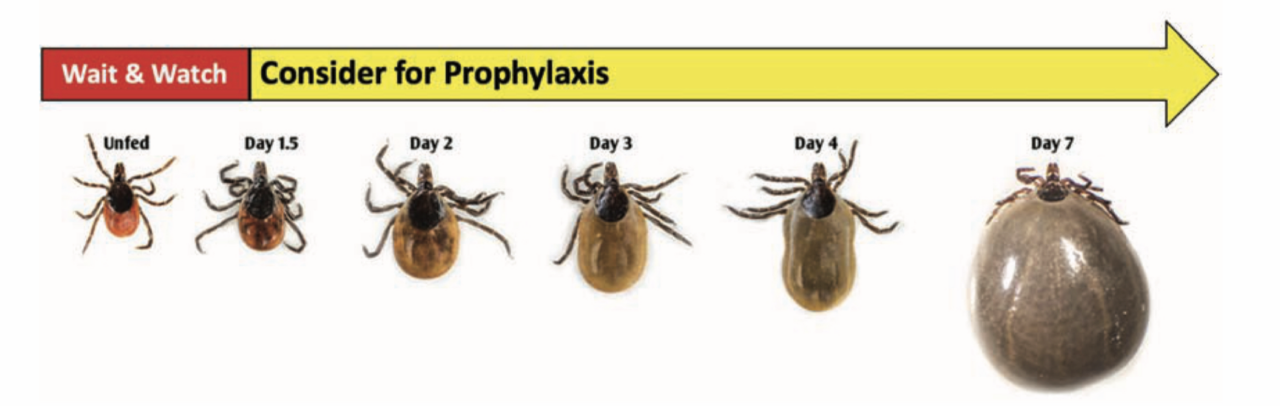 Tick Identification and Information | American Lyme Disease Foundation